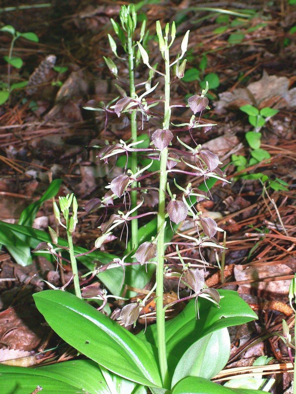 Guided Uwharrie Naturalist Walk with David Craft & Nell Allen ...