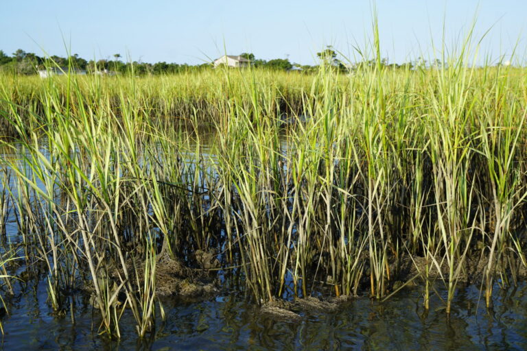 North Carolina’s Wonderful Wetlands – Rooted in Plants - North Carolina ...