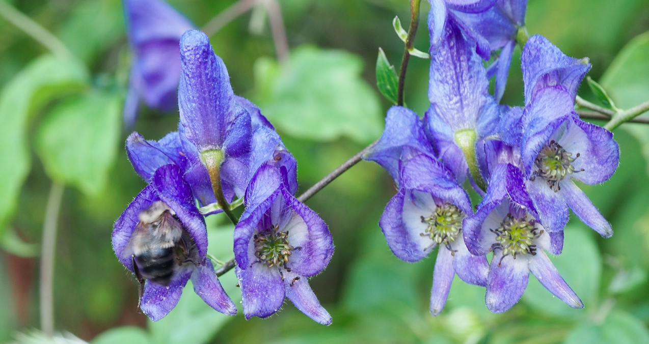 Annual Photo Share with Triad Chapter Members - North Carolina Native ...