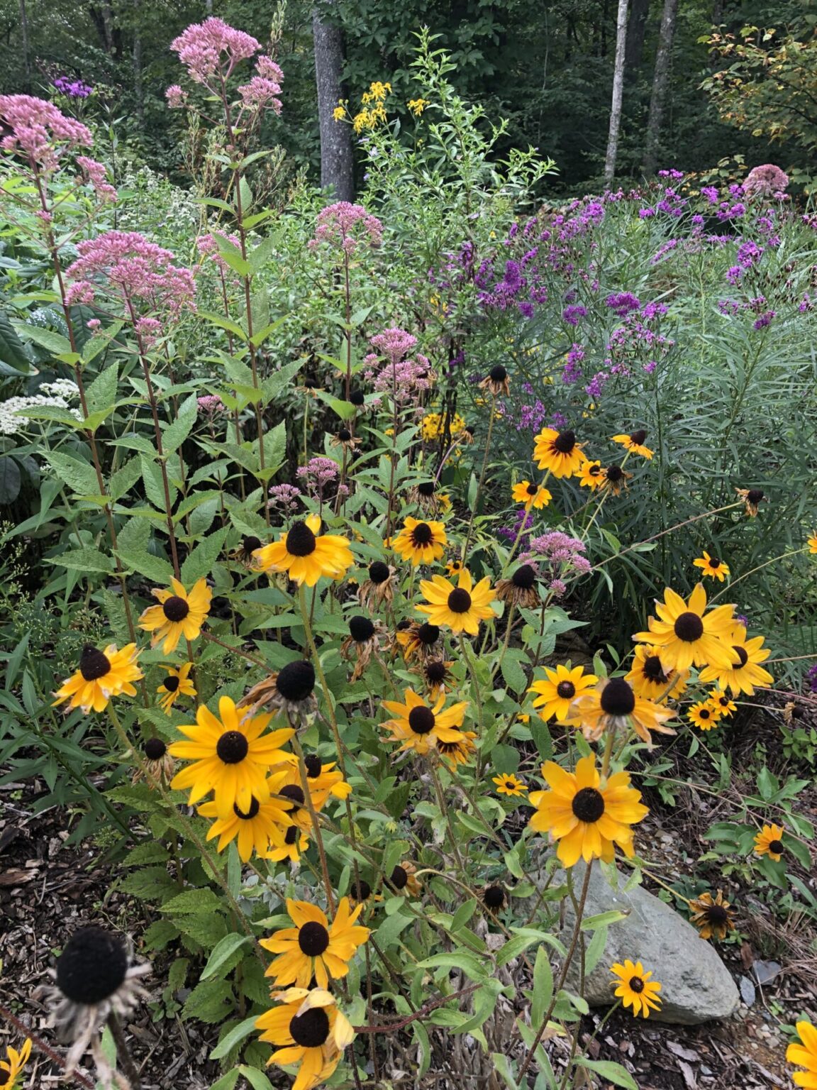 Summer Native Plant Sale - June, 2025 - North Carolina Native Plant Society