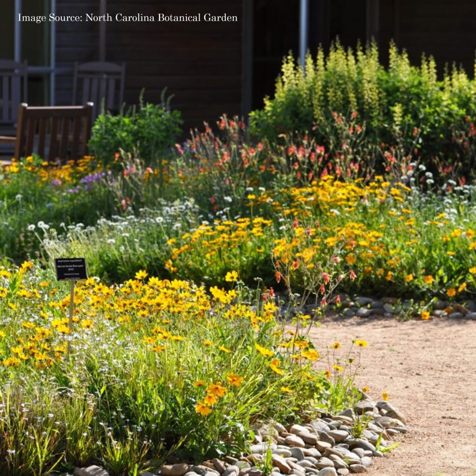 NCNPS 2024 Summer Edition - North Carolina Native Plant Society