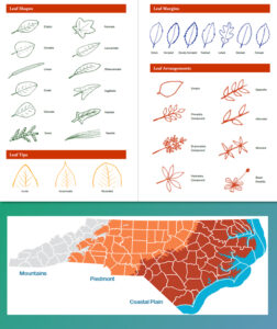 North Carolina’s Wonderful Wetlands – Rooted in Plants - North Carolina ...