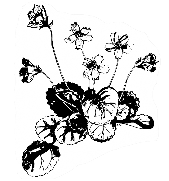 Oconee Bell Chapter "Bells and Brews" Meet-up to see Oconee Bell ...