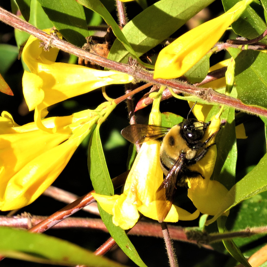 Honey Bees, Friend or Foe? - North Carolina Native Plant Society