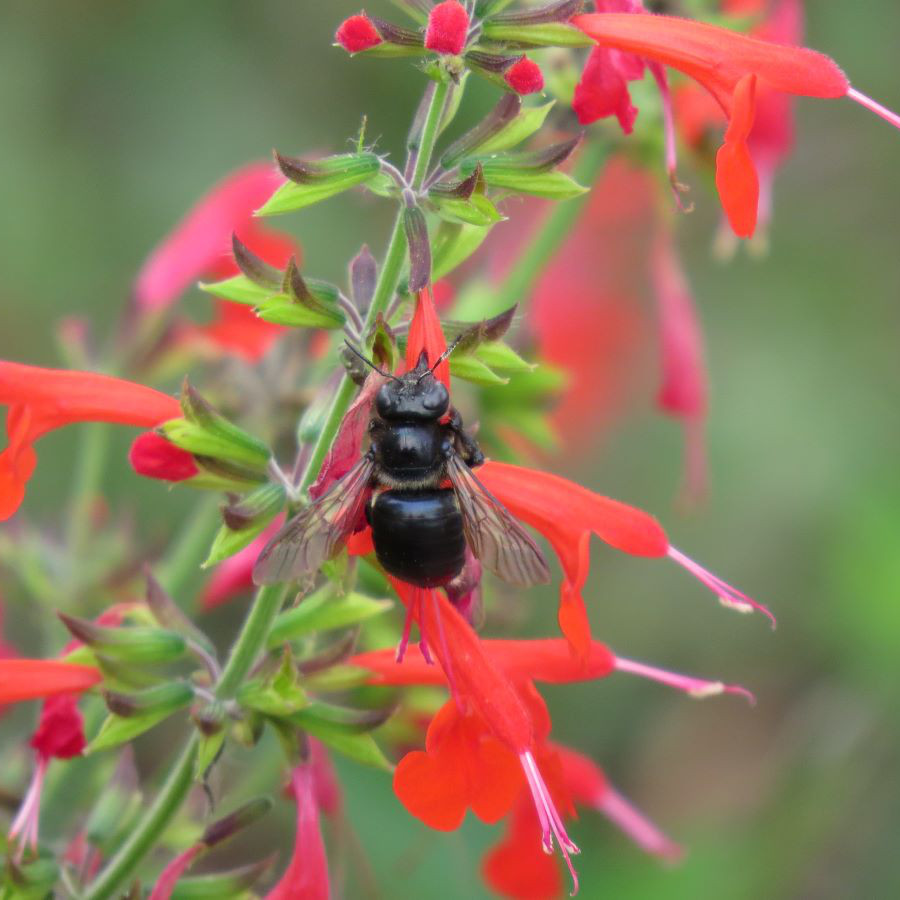 Honey Bees, Friend or Foe? - North Carolina Native Plant Society
