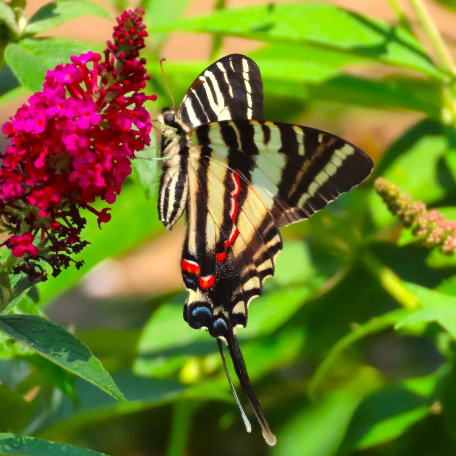 Honey Bees, Friend or Foe? - North Carolina Native Plant Society