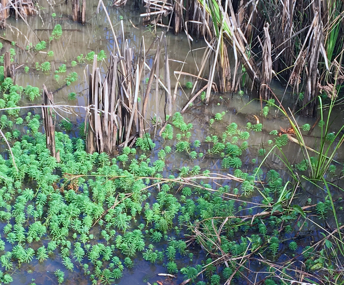 Aquatic Invaders Cost NC a Bundle - North Carolina Native Plant Society