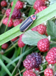 Native Plants Make a Difference for Lightning Bugs - North Carolina ...