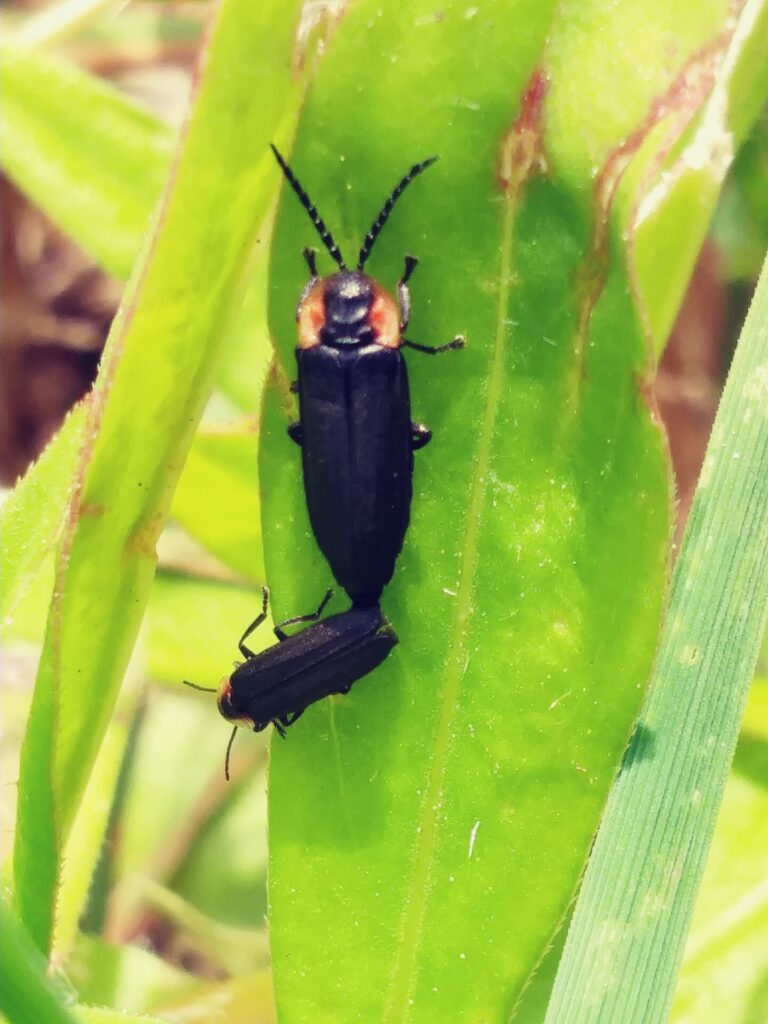 Native Plants Make a Difference for Lightning Bugs - North Carolina ...