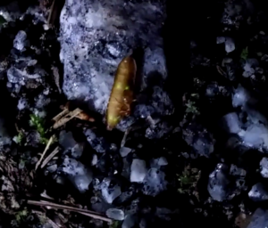 Native Plants Make a Difference for Lightning Bugs - North Carolina ...