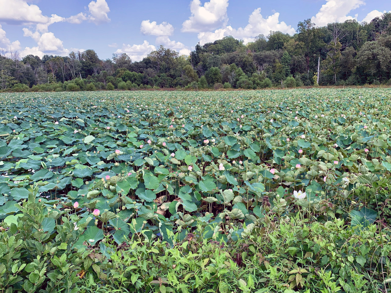 Aquatic Invaders Cost NC a Bundle - North Carolina Native Plant Society