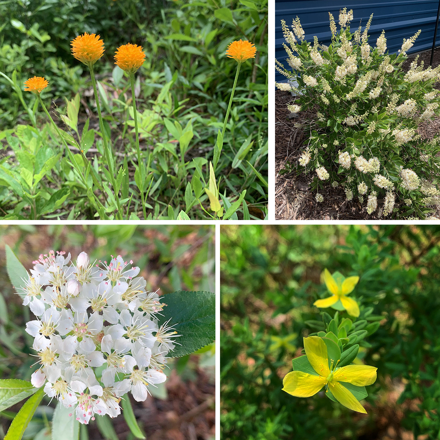 Teaching Toward a Native Future - North Carolina Native Plant Society