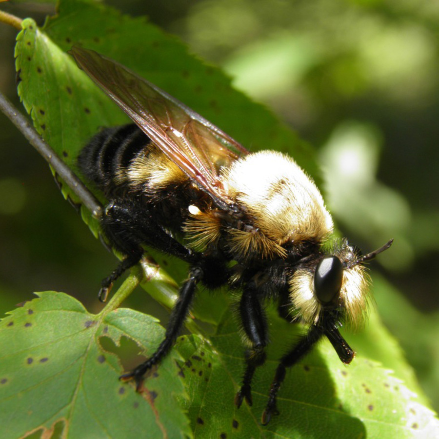 Honey Bees, Friend or Foe? - North Carolina Native Plant Society