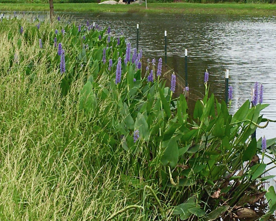 BW Wells Recipients - North Carolina Native Plant Society