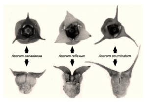 Wild Gingers, Hexastylis and Asarum, in North Carolina - North Carolina Native Plant Society