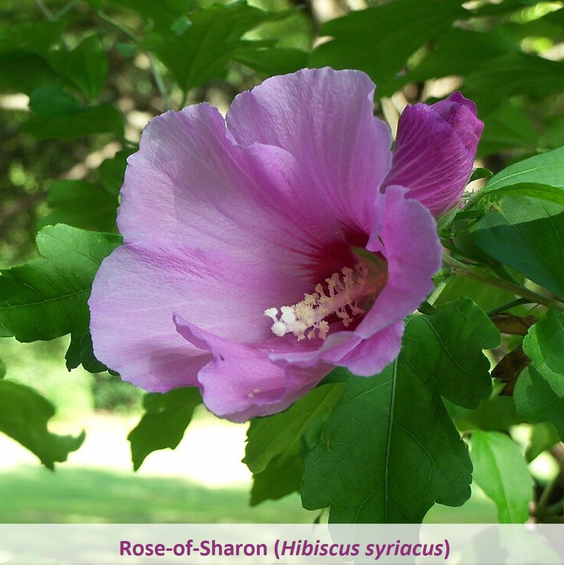 Chlorofiends*! An Invasive Plants List at Last! - North Carolina Native ...
