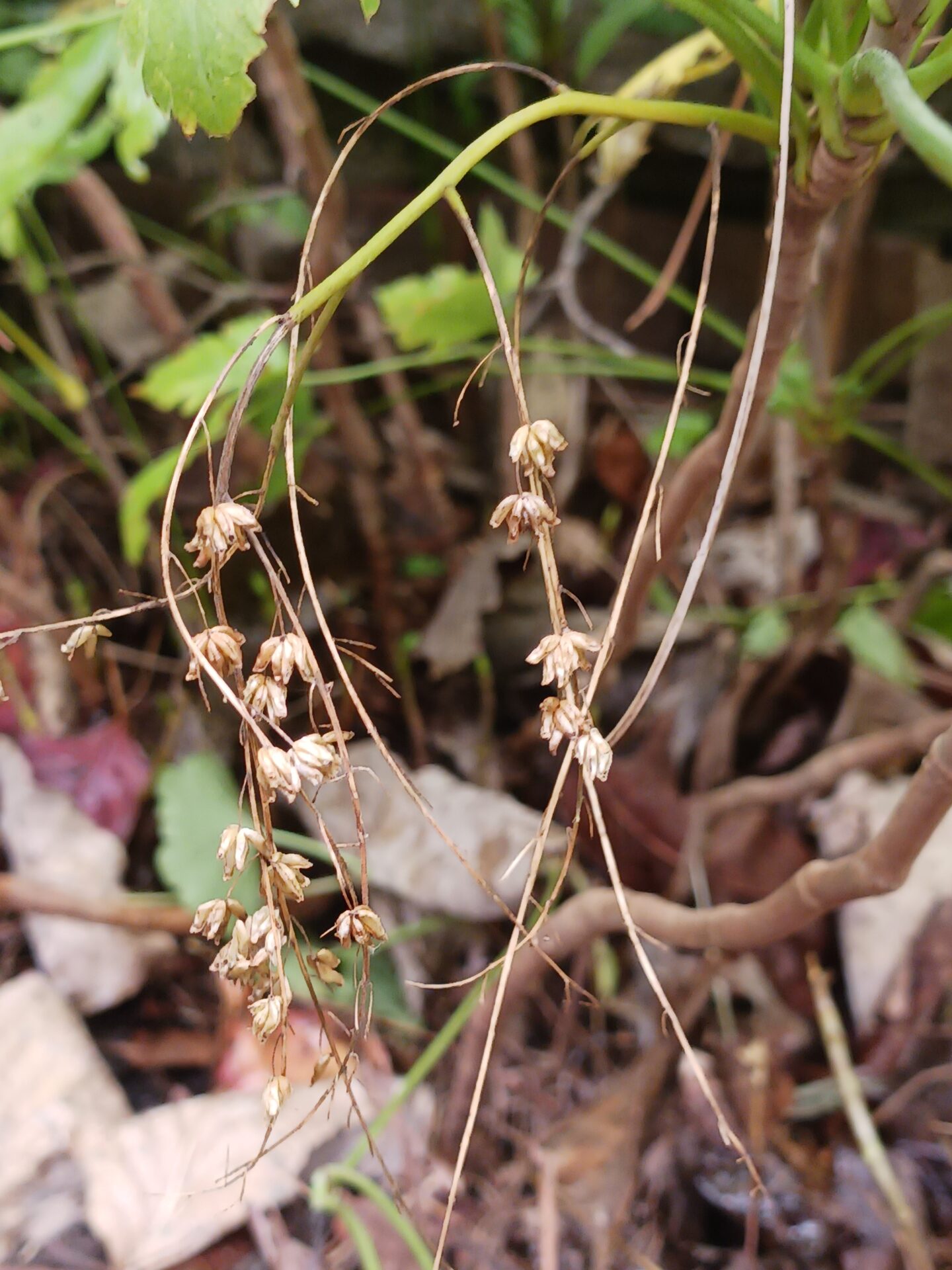 Yellowroot: An Underused Wetland Plant - North Carolina Native Plant ...
