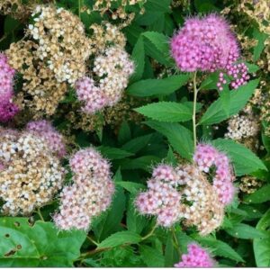 Chlorofiends*! An Invasive Plants List at Last! - North Carolina Native ...