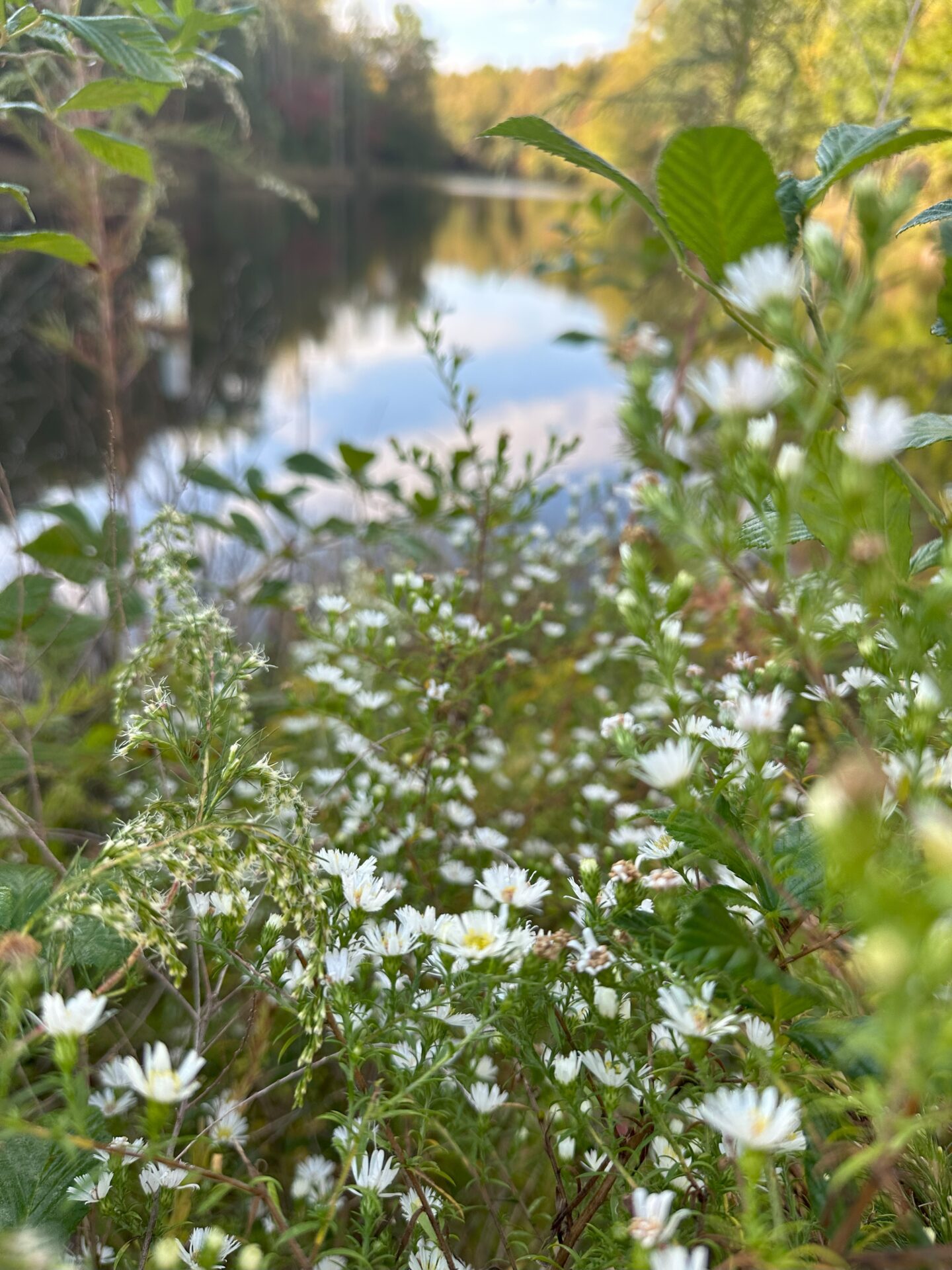 Wildflower Ramble at Strieby Wood Nature Preserve - North Carolina ...
