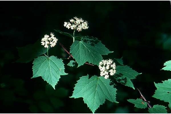 Versatile, Vivacious (and even some vexing) Viburnums with Daniel Stern ...
