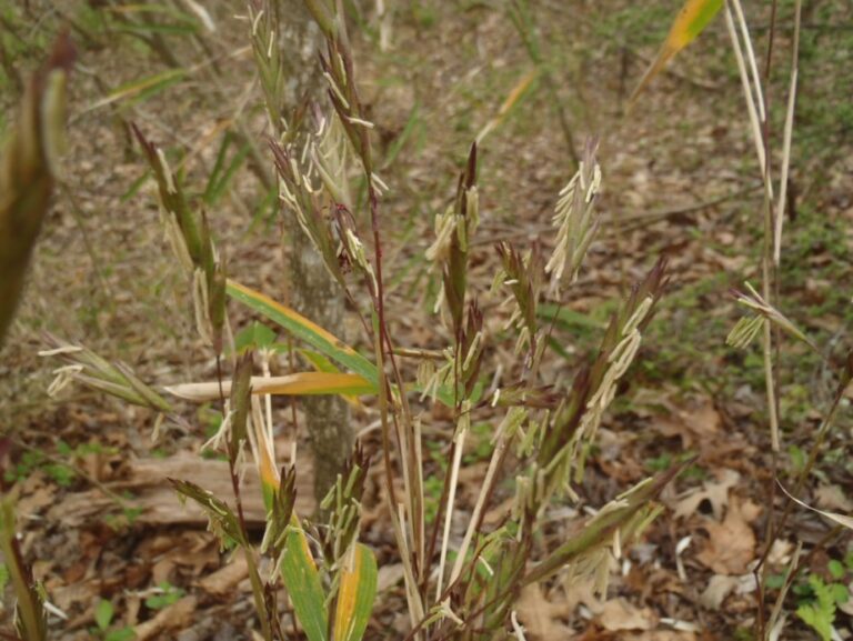 River Cane (Arundinaria gigantea) Protects River Banks - North Carolina ...