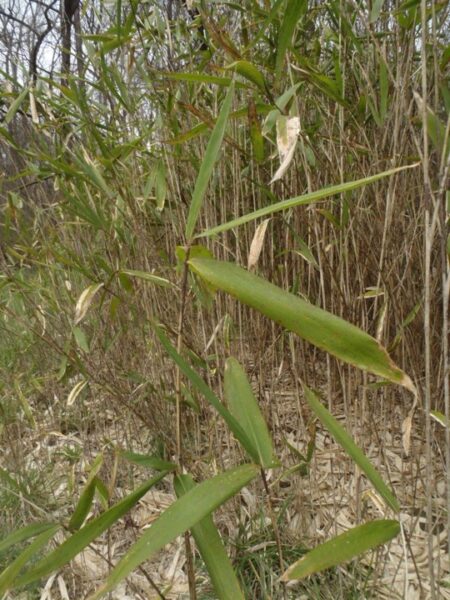 River Cane (Arundinaria gigantea) Protects River Banks - North Carolina ...