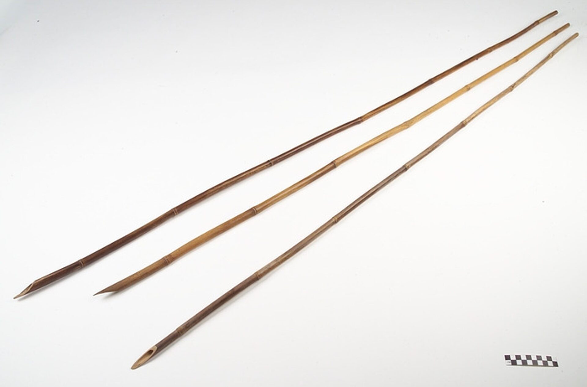 River Cane (Arundinaria gigantea) Protects River Banks - North Carolina ...