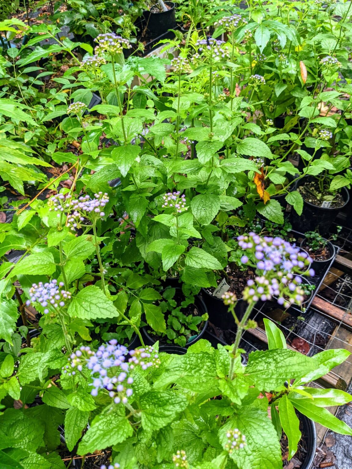 Native Plant Nurseries - North Carolina Native Plant Society
