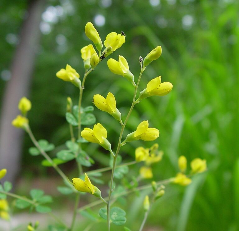 Native Plant Nurseries - North Carolina Native Plant Society