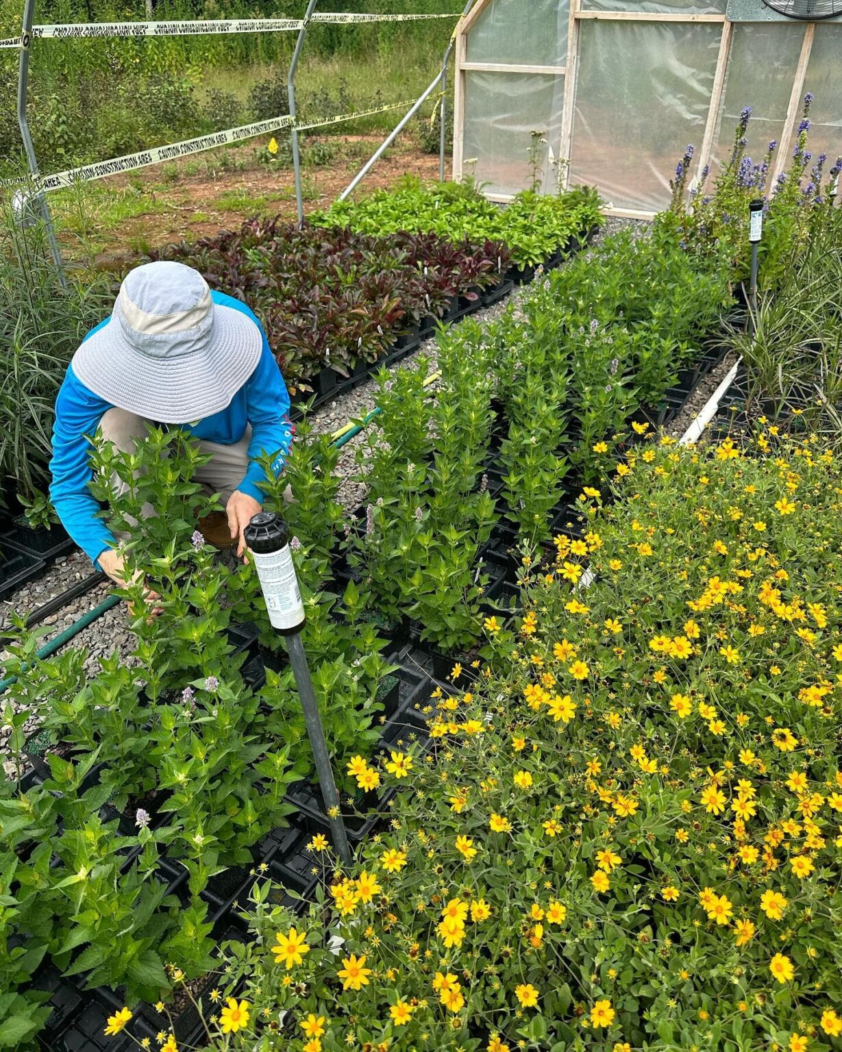 Native Plant Nurseries - North Carolina Native Plant Society