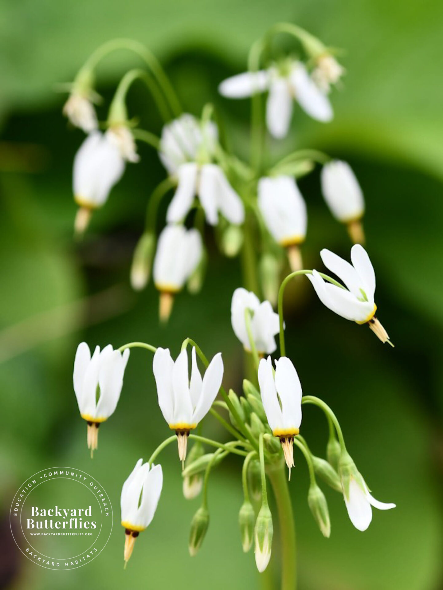 Native Plant Nurseries - North Carolina Native Plant Society