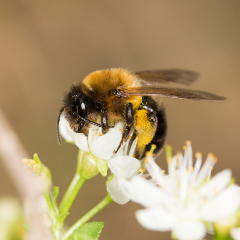What the Bees See: How Native Plants Attract Pollinators with Botanist ...