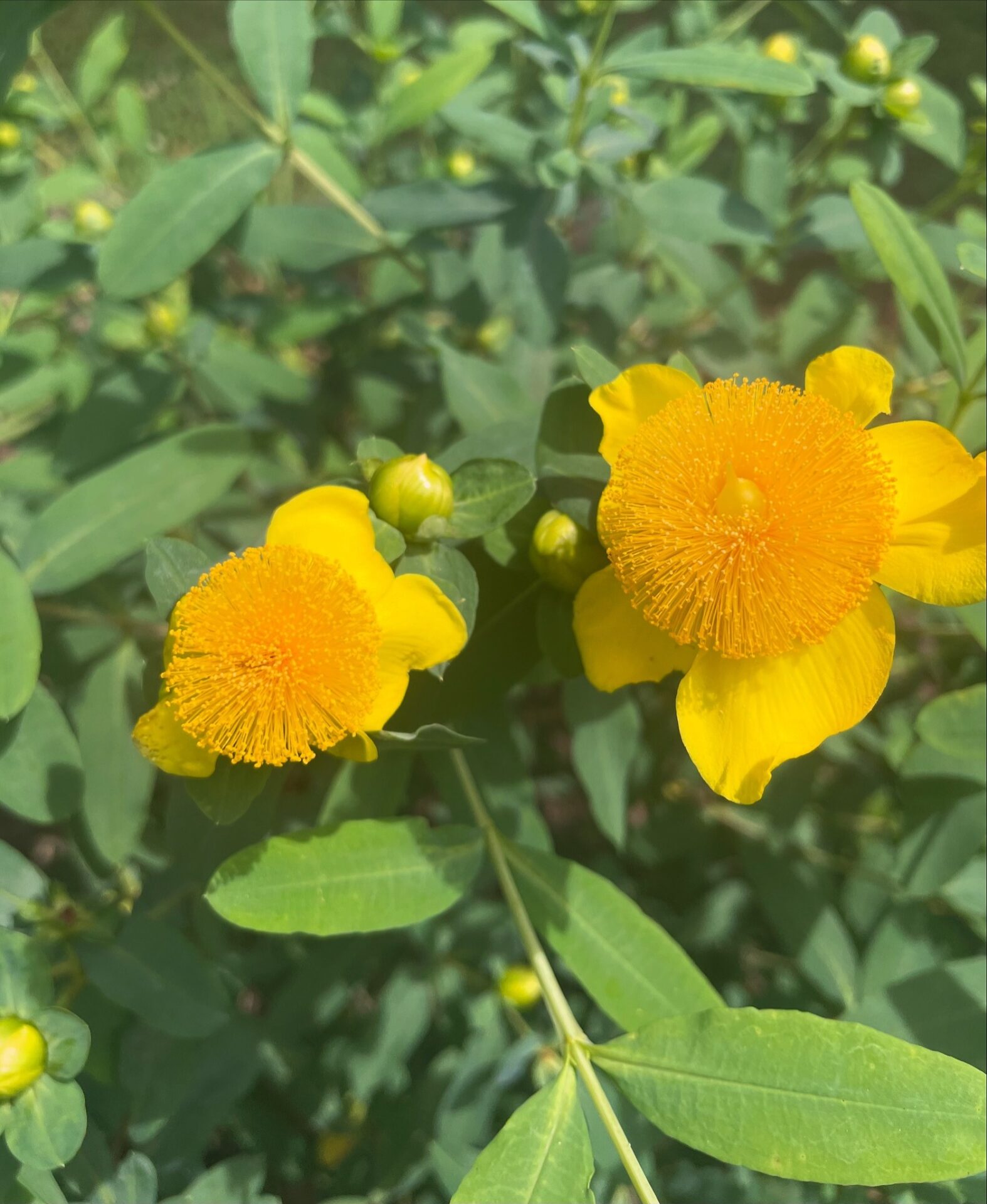 Native Plant Nurseries - North Carolina Native Plant Society