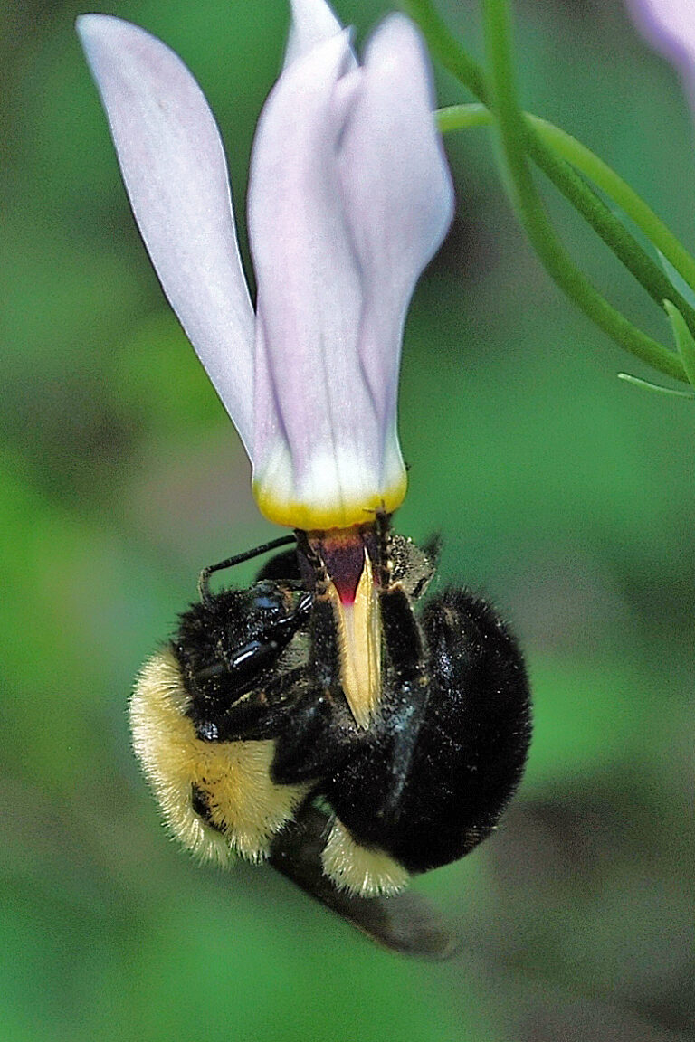 Why Are Pollinators Important? - North Carolina Native Plant Society