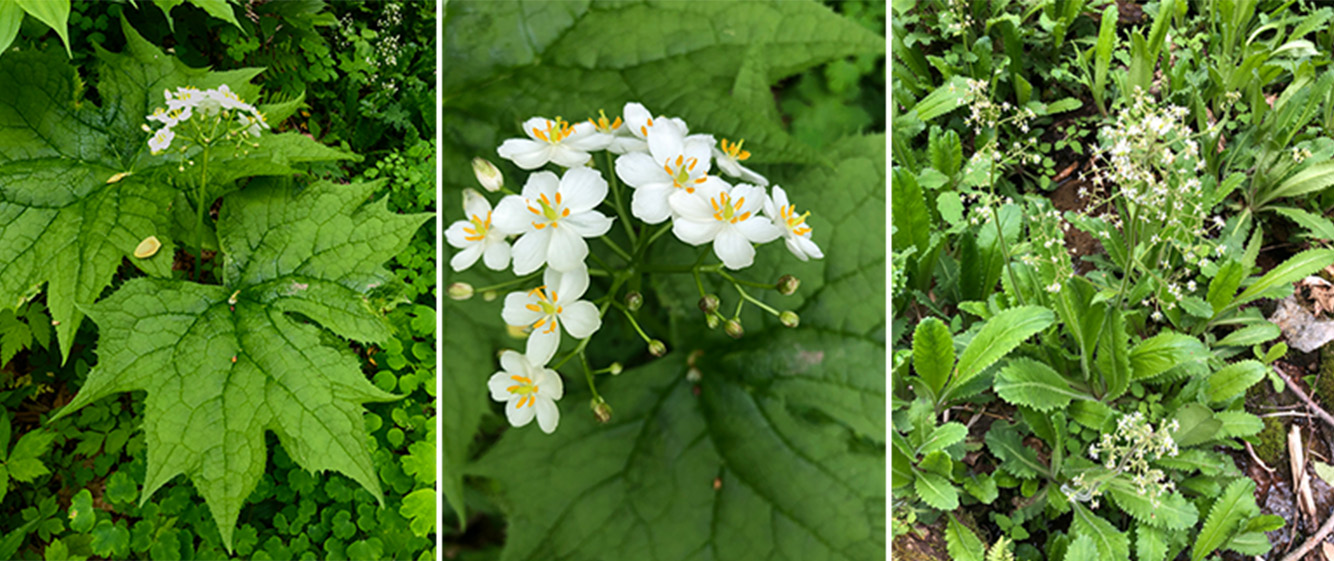 Botanizing with Friends in the Great Smoky Mountains - North Carolina ...