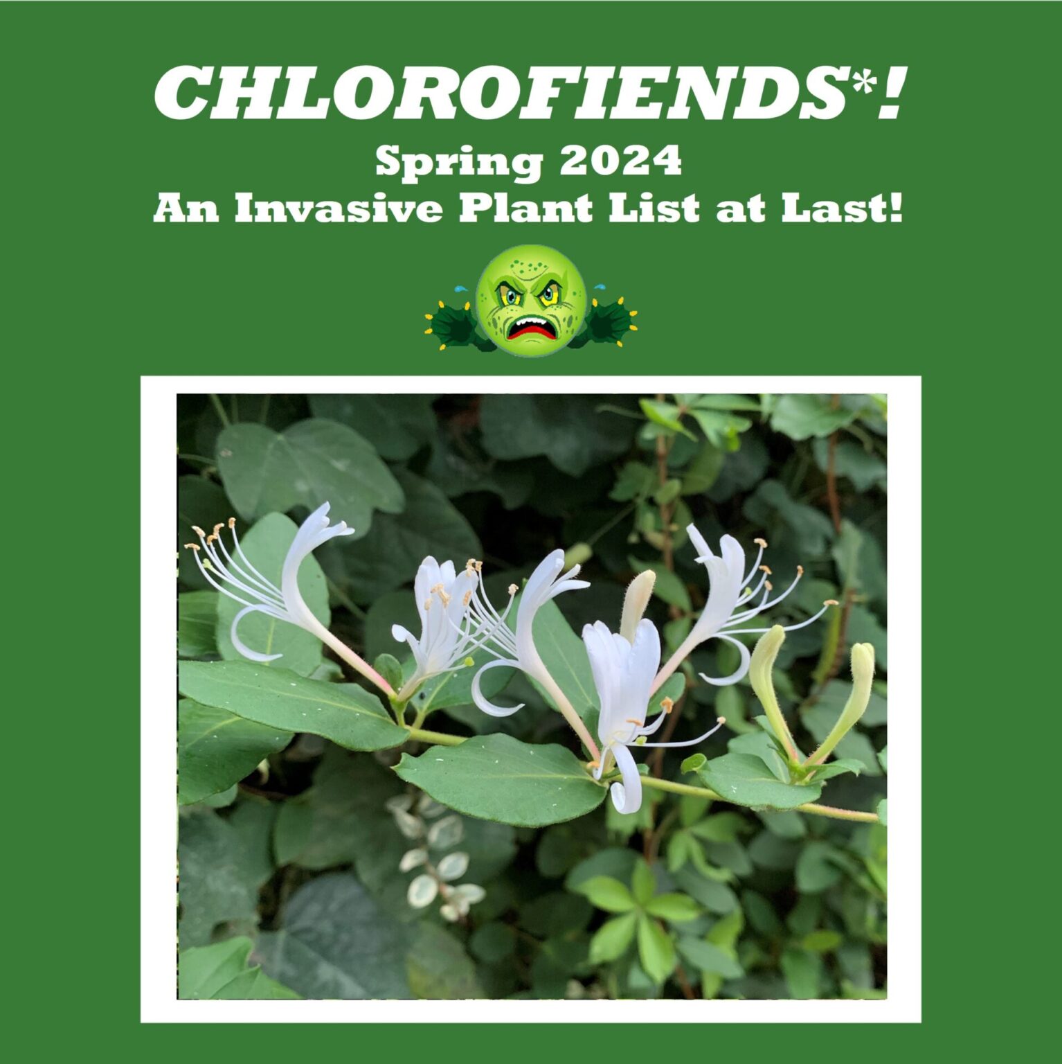 Chlorofiends*! An Invasive Plants List at Last! - North Carolina Native ...