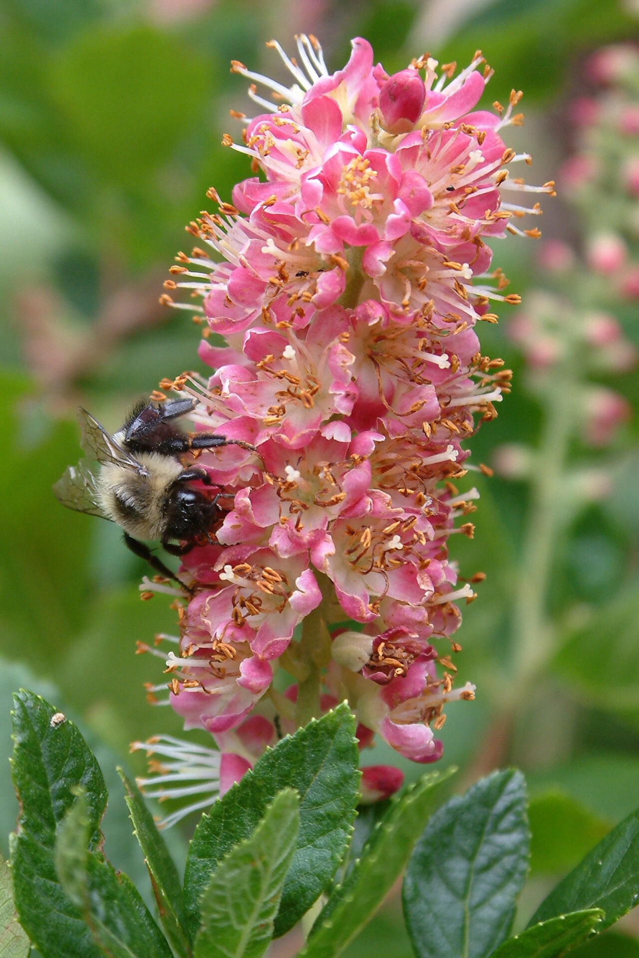 Why Are Pollinators Important? - North Carolina Native Plant Society