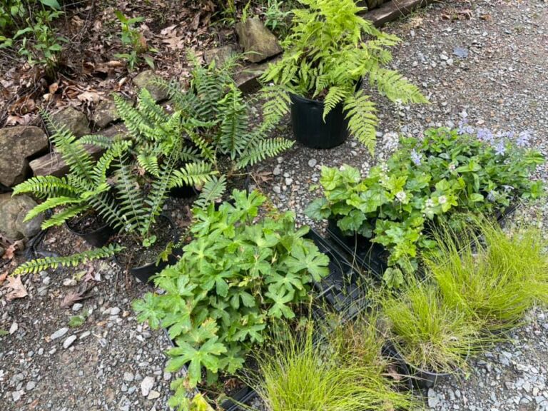 Native Plant Nurseries - North Carolina Native Plant Society