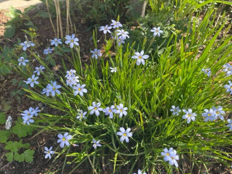 Native Plant Nurseries - North Carolina Native Plant Society