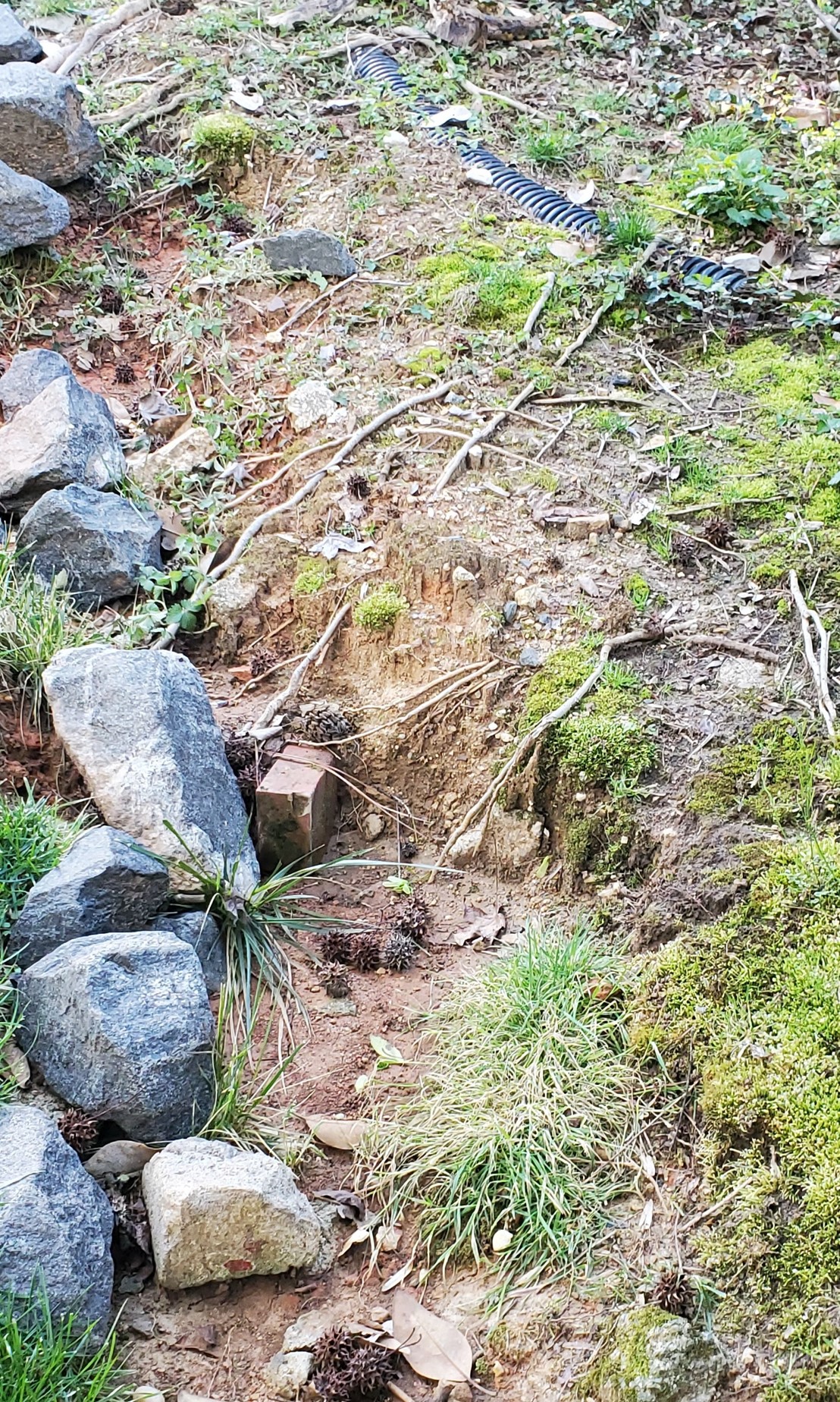 Water Runs Through It: A Gardener Learns From Her Land - North Carolina ...