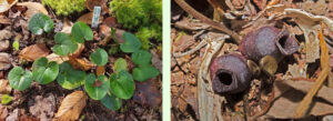 Wild Gingers, Hexastylis and Asarum, in North Carolina - North Carolina ...