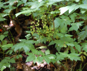 Yellowroot: An Underused Wetland Plant - North Carolina Native Plant ...