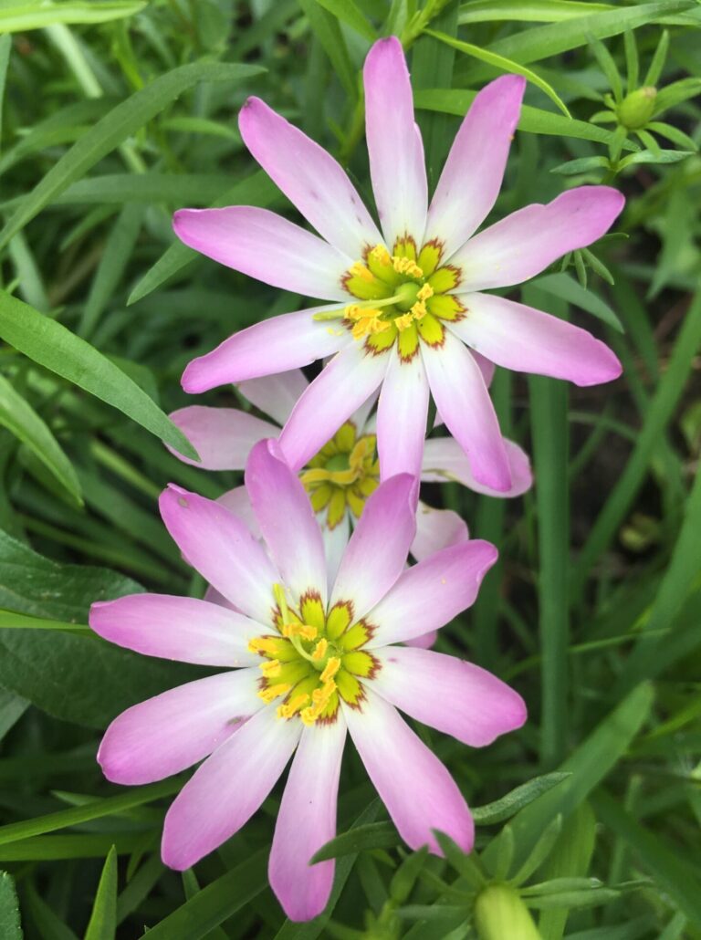 Native Plant Nurseries - North Carolina Native Plant Society