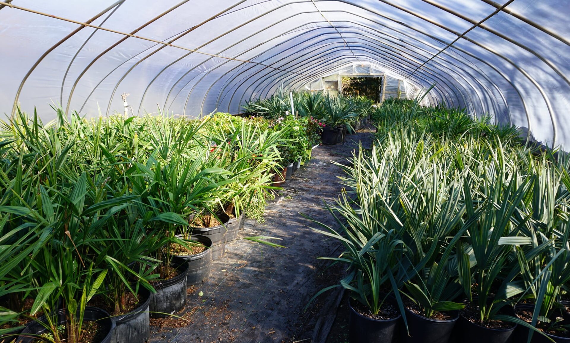 Native Plant Nurseries - North Carolina Native Plant Society