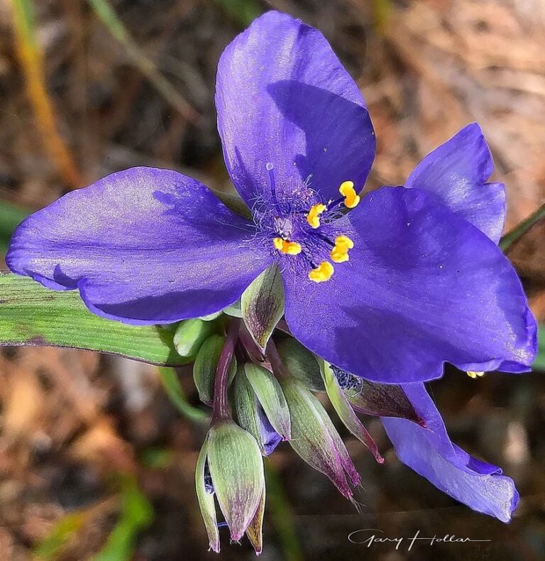 Native Plant Nurseries - North Carolina Native Plant Society