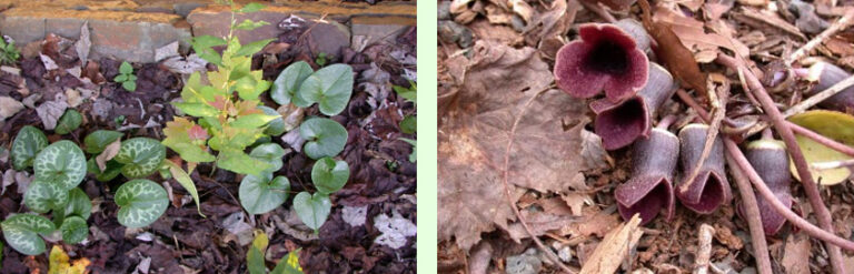 Wild Gingers, Hexastylis and Asarum, in North Carolina - North Carolina ...