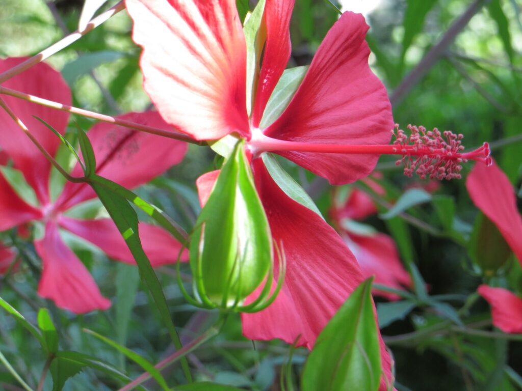 Native Plant Nurseries - North Carolina Native Plant Society