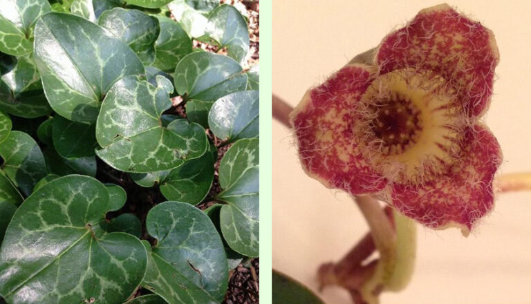 Wild Gingers, Hexastylis and Asarum, in North Carolina - North Carolina ...