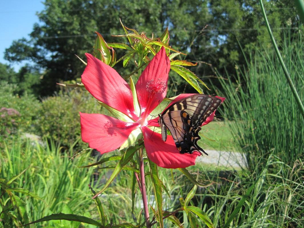 Native Plant Nurseries - North Carolina Native Plant Society