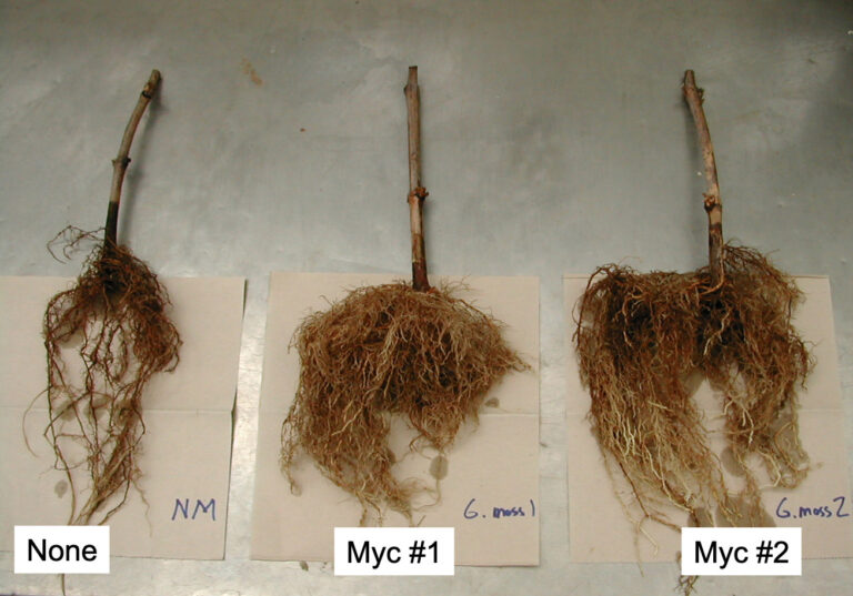 Mysterious Mycelium: It Matters to Plants - North Carolina Native Plant ...